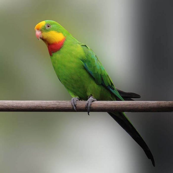 Parrots Place | Barraband