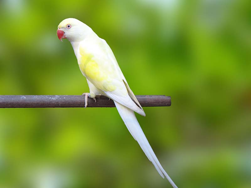 Parrots Place | Ringneck Cremino